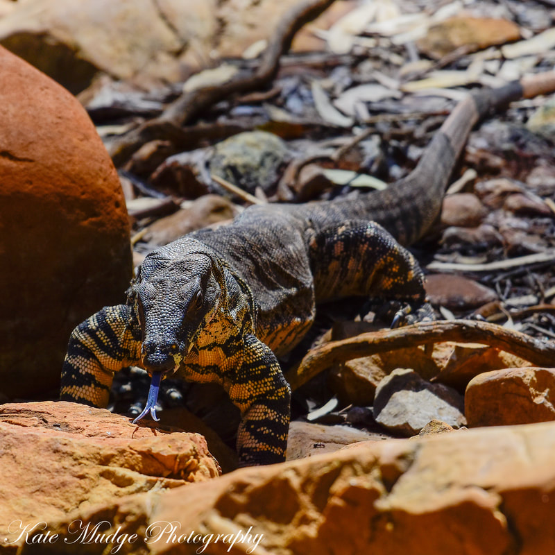 kate mudge photography - KATE MUDGE PHOTOGRAPHY